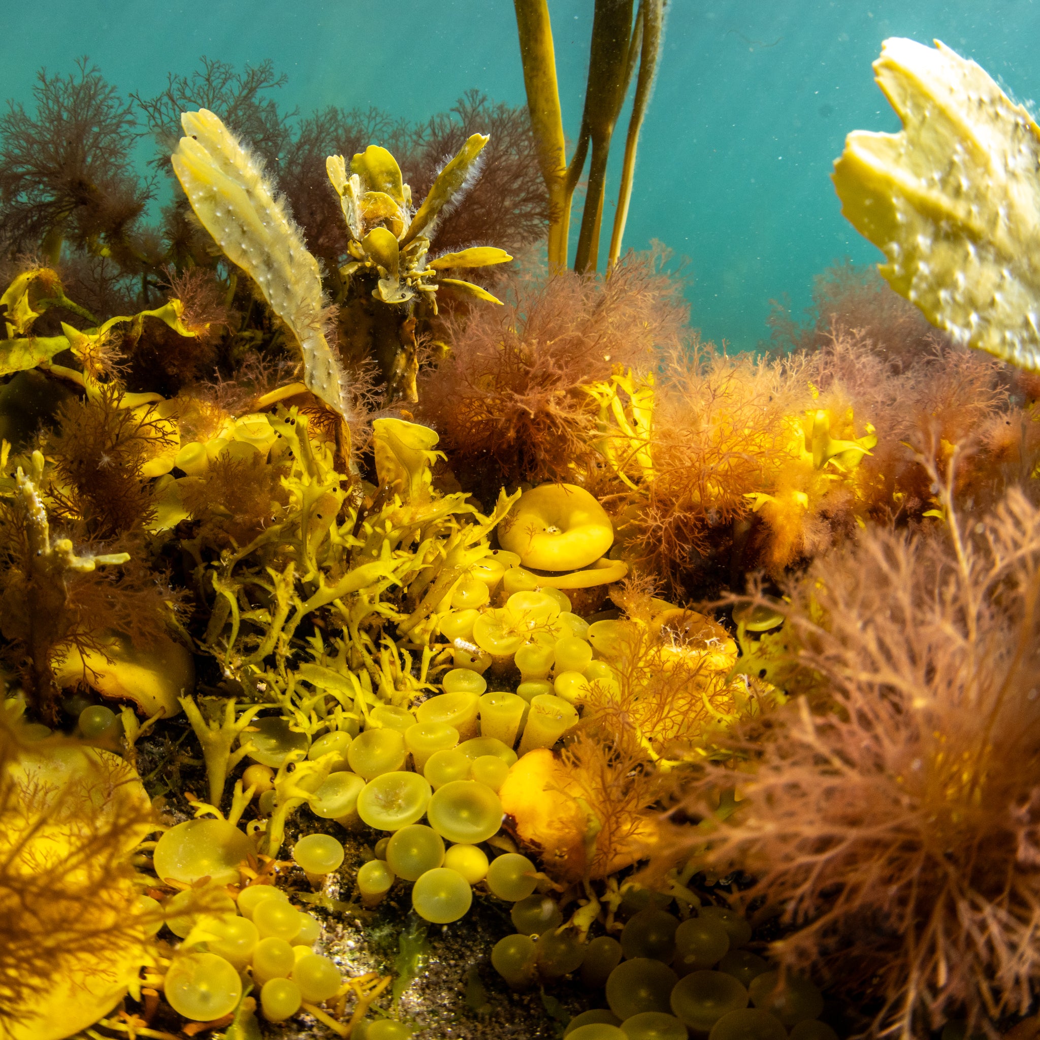 Sea Buttons – Alison Moore Designs